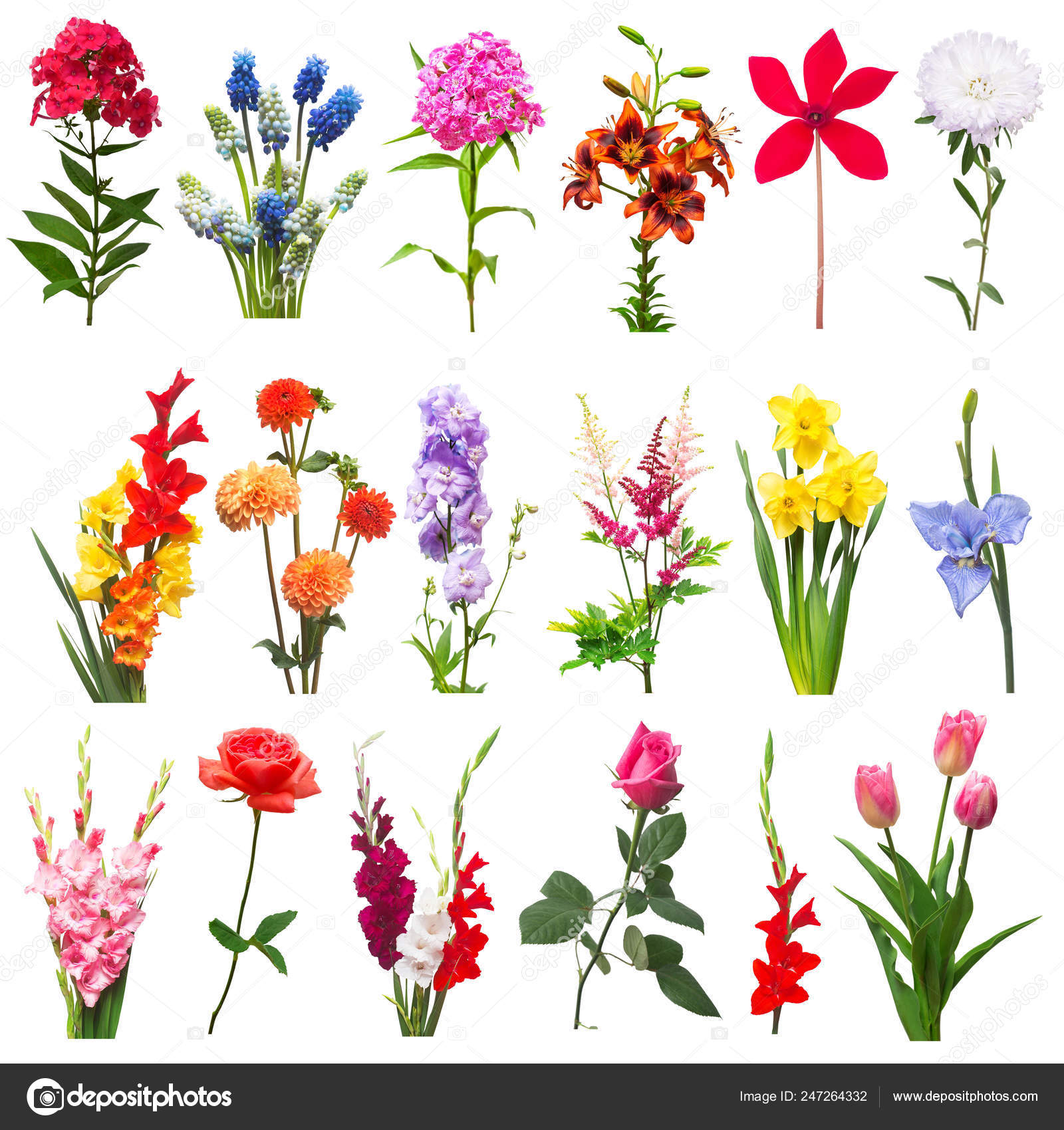 Daffodil And Daisy Bouquet