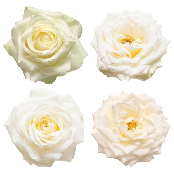 Cream rose Stock Photos, Royalty Free Cream rose Images | Depositphotos®