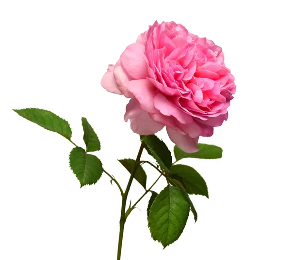 English rose Stock Photos, Royalty Free English rose Images | Depositphotos