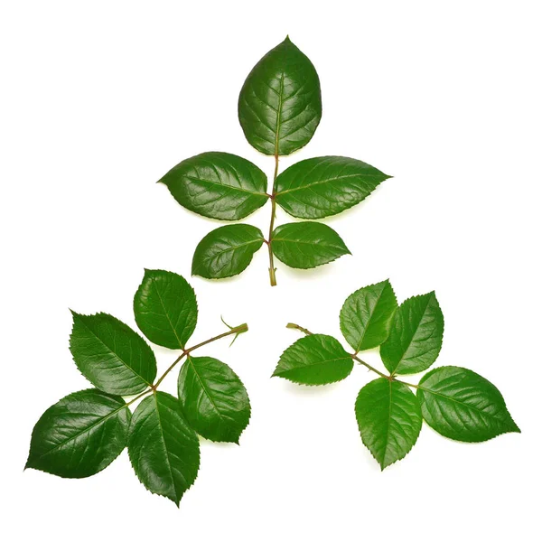 Las hojas de rosas fotos de stock, imágenes de Las hojas de rosas sin ...