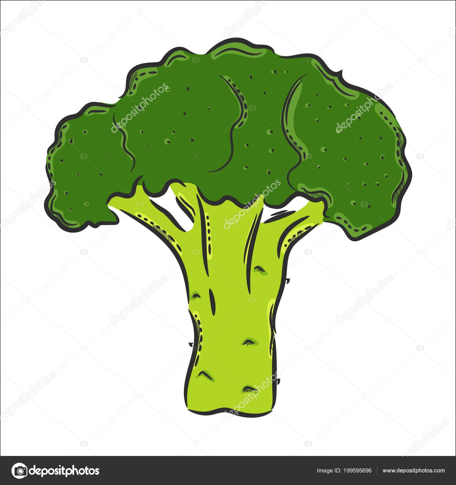 Vector Hand Drawn Illustration Isolated Broccoli Detailed Vegetarian ...