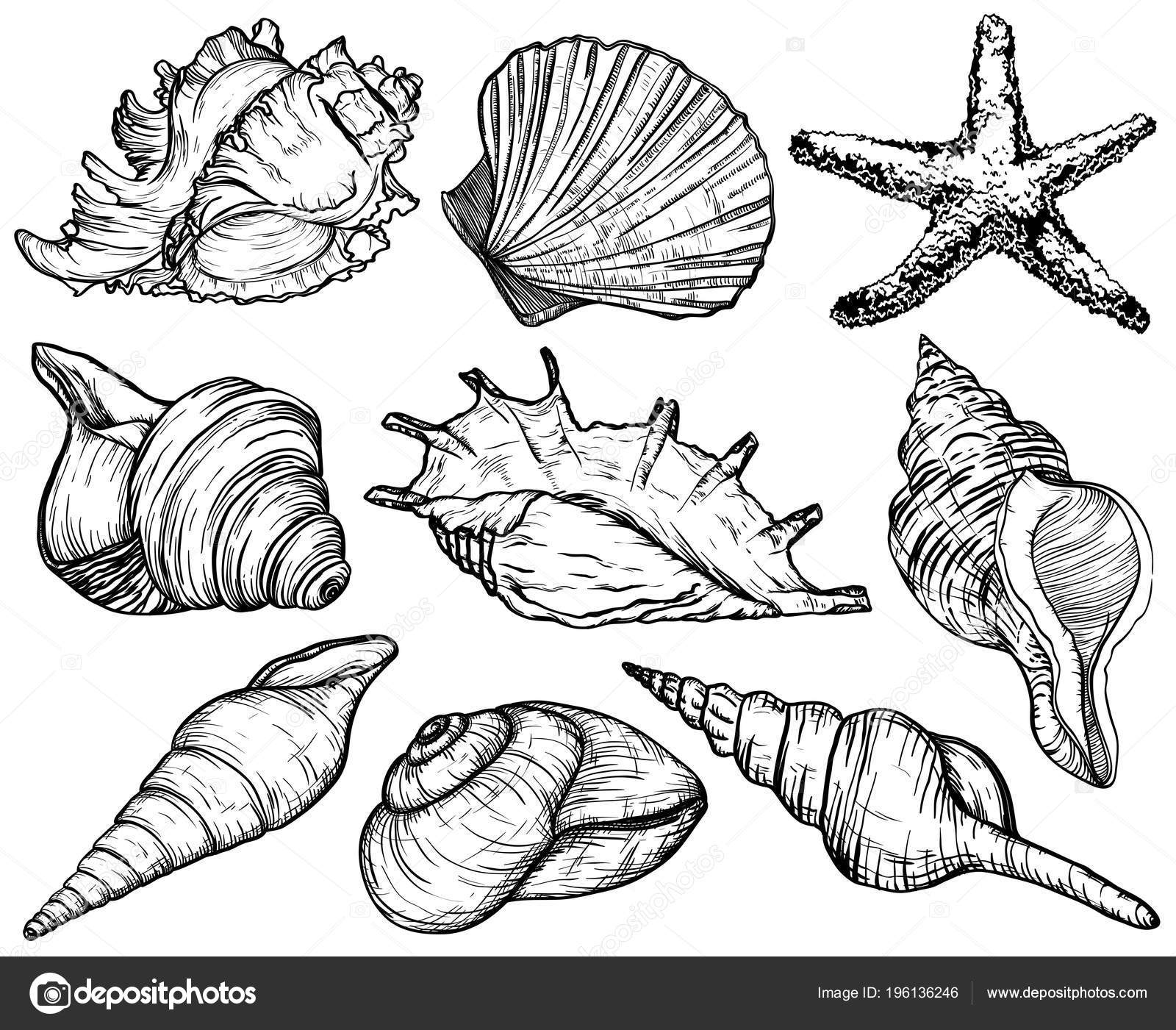 Set with seashells and starfish, sea mollusk collection — Stock Vector ...