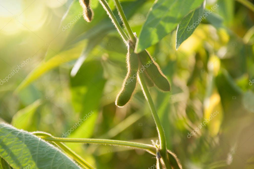 vainas de soja en una planta de soja en el sol. Planta de soja agrícola ...