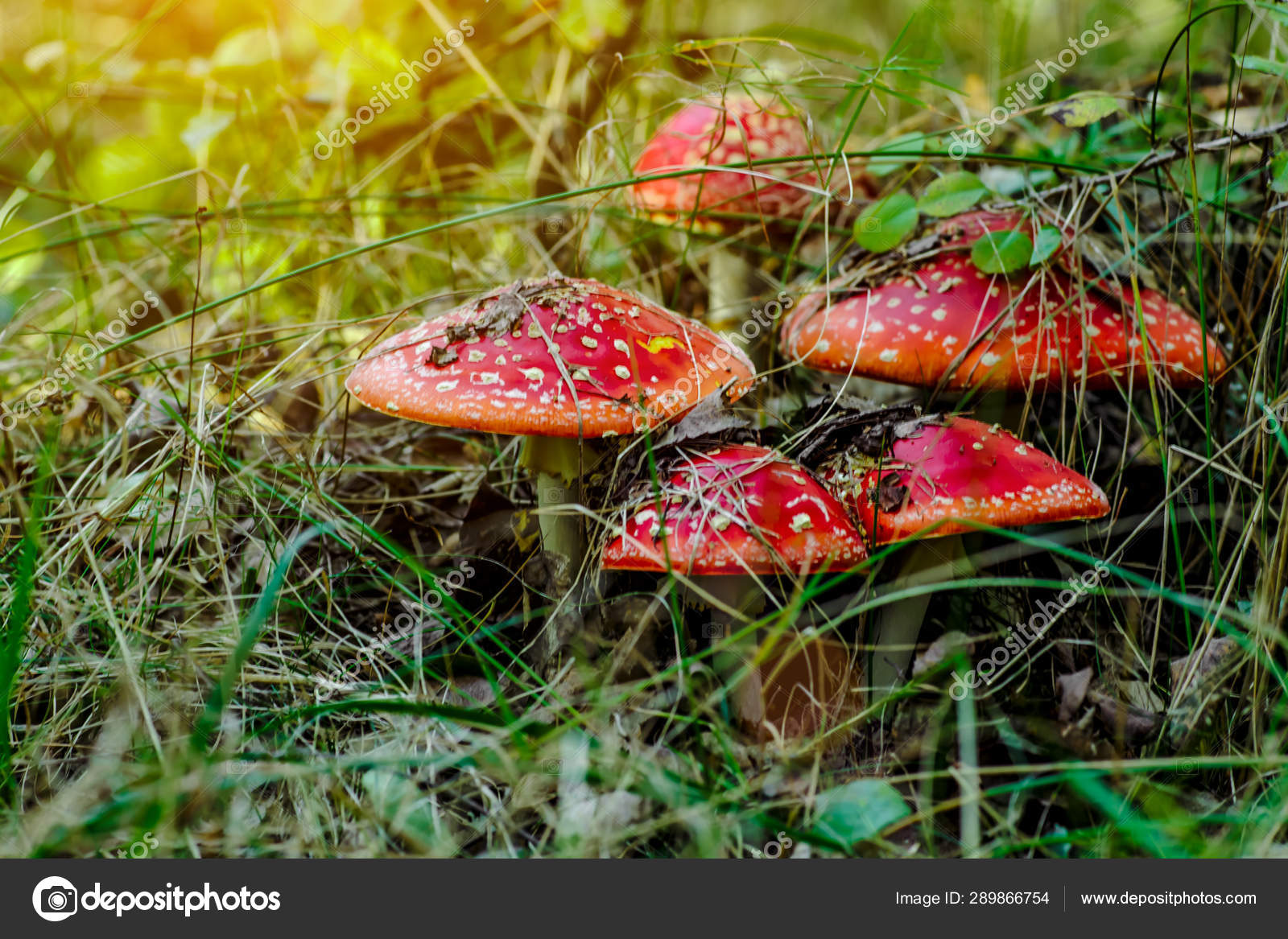 A family of red toadstools in a forest glade.Toadstool mushroom ...