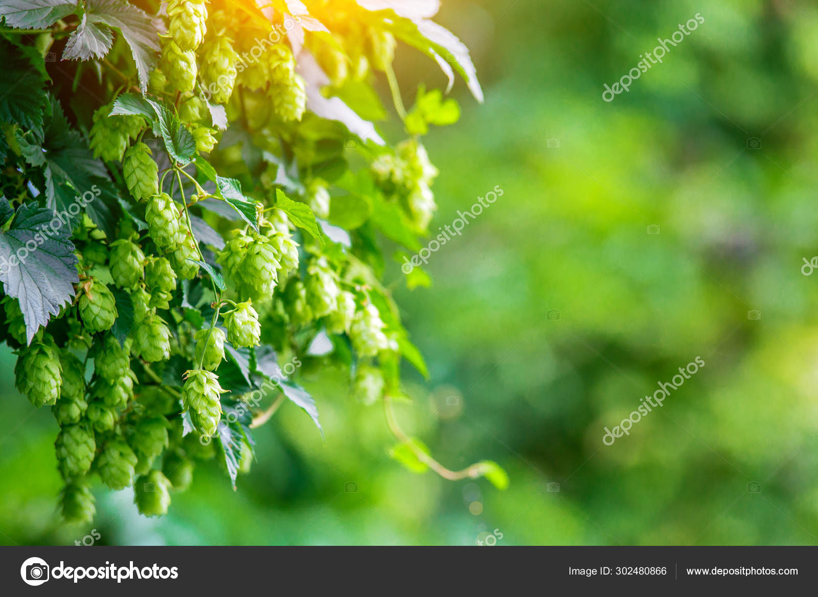 Fresh and Ripe Hops ready for harvesting. Beer production ingre — Stock ...