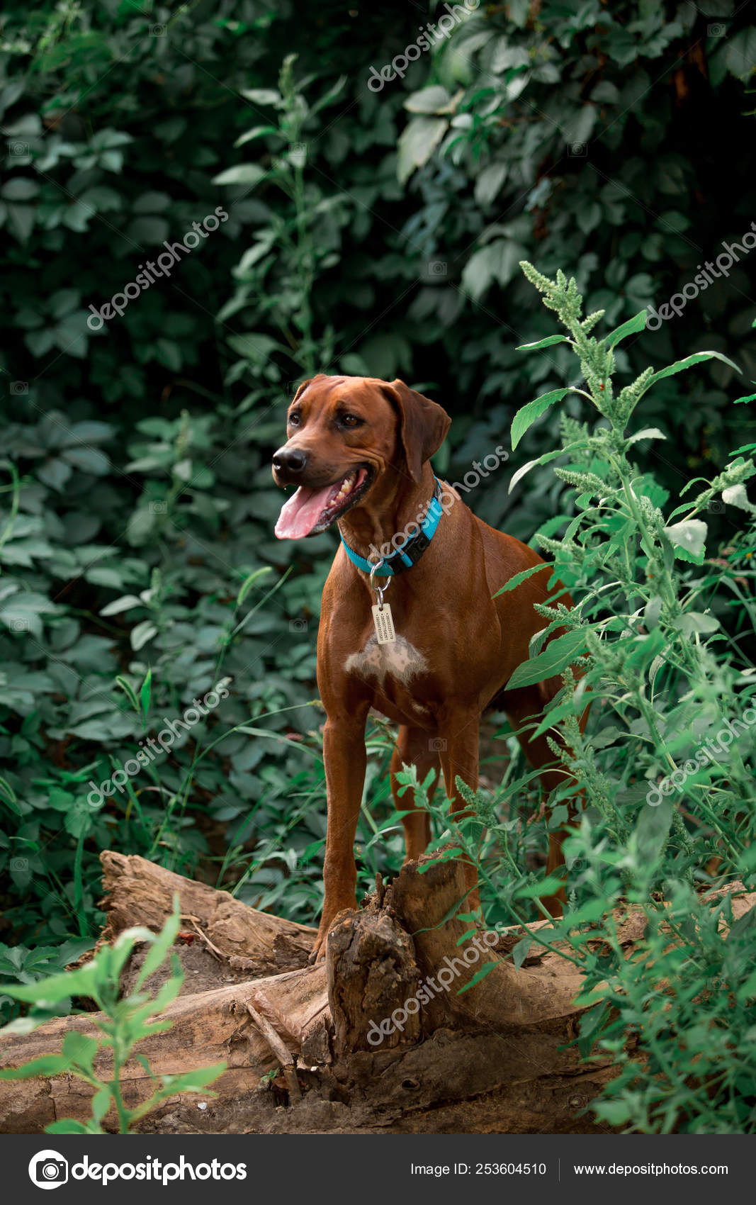 Can A Treeing Tennessee Brindle And A Pointer Be Friends