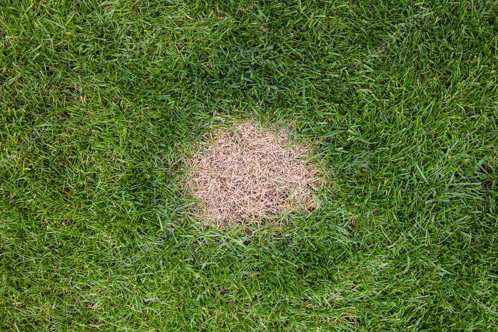 Mirando hacia abajo desde arriba en un parche marrón y muerto de hierba ...