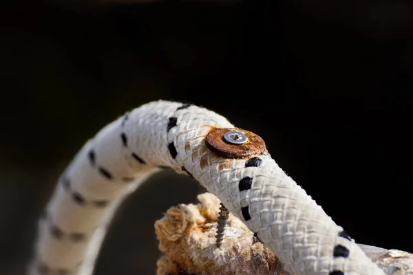 Stork rattlesnake Stock Photos, Royalty Free Stork rattlesnake Images ...