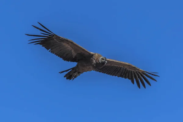 Fotos de Australian wedge tailed eagle, Imagens de Australian wedge ...