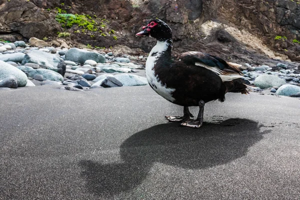 Two ducks walk along the deserted morning coast of the Atlantic ocean ...