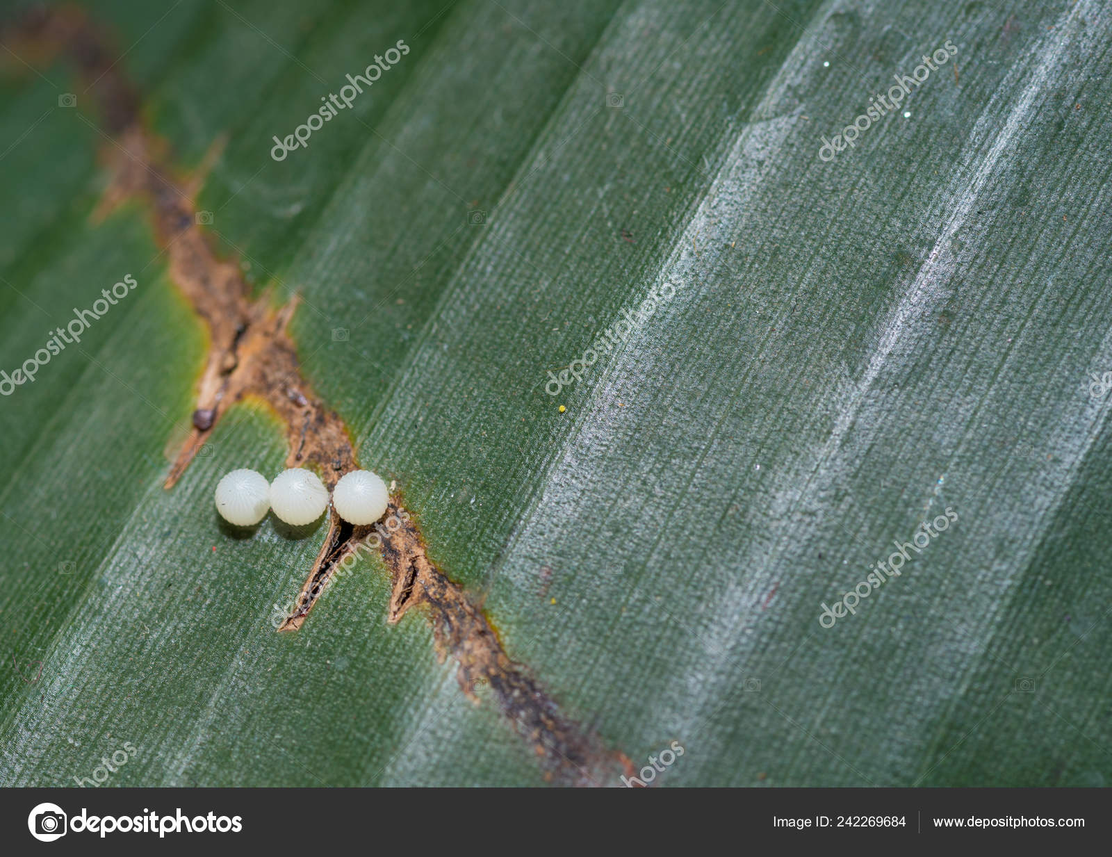 Huevo De Mariposa Monarca