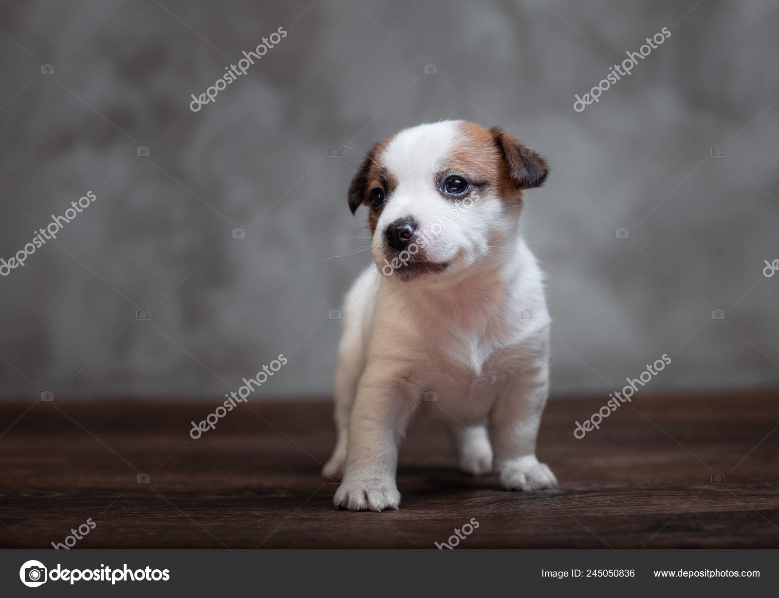 Razas De Russell Terrier