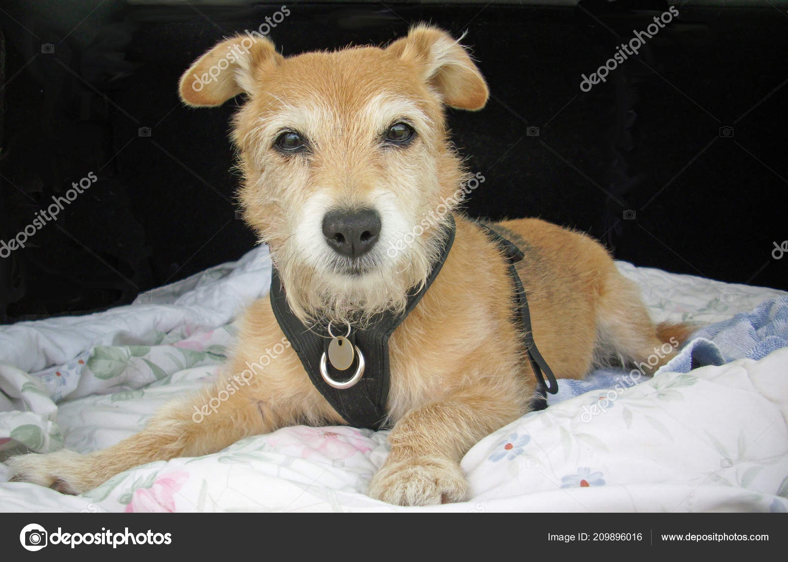 Brown Jack Russell Terrier Mix