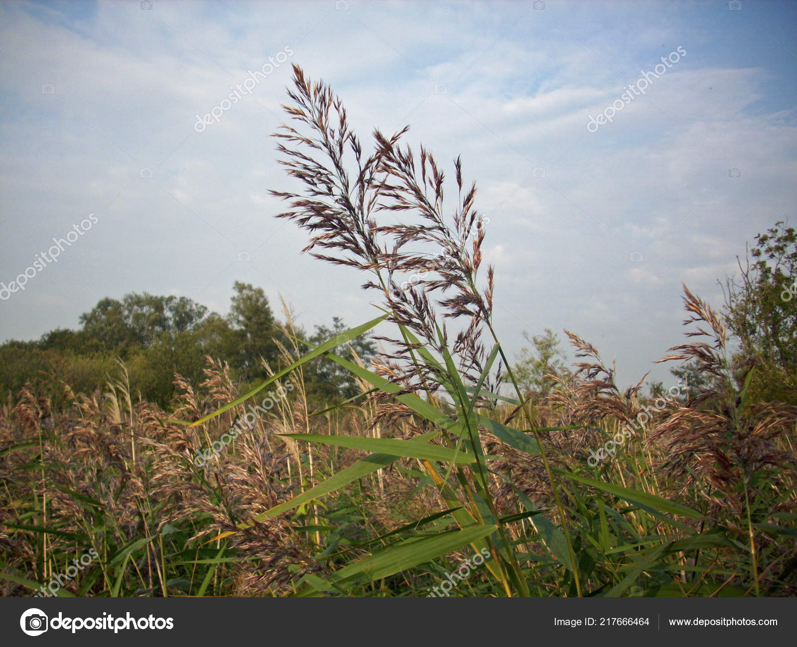 Phragmites Australis Flower