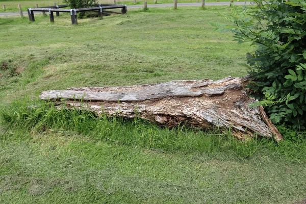 Overturned tree Stock Photos, Royalty Free Overturned tree Images ...