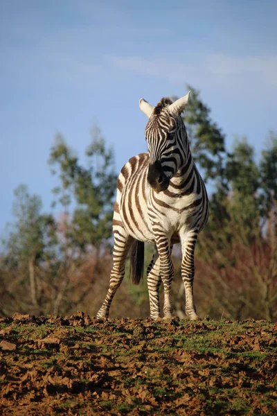 Maneless Zebra Equus Quagga Borensis Profile Mound Trees Blue Sky Stock ...