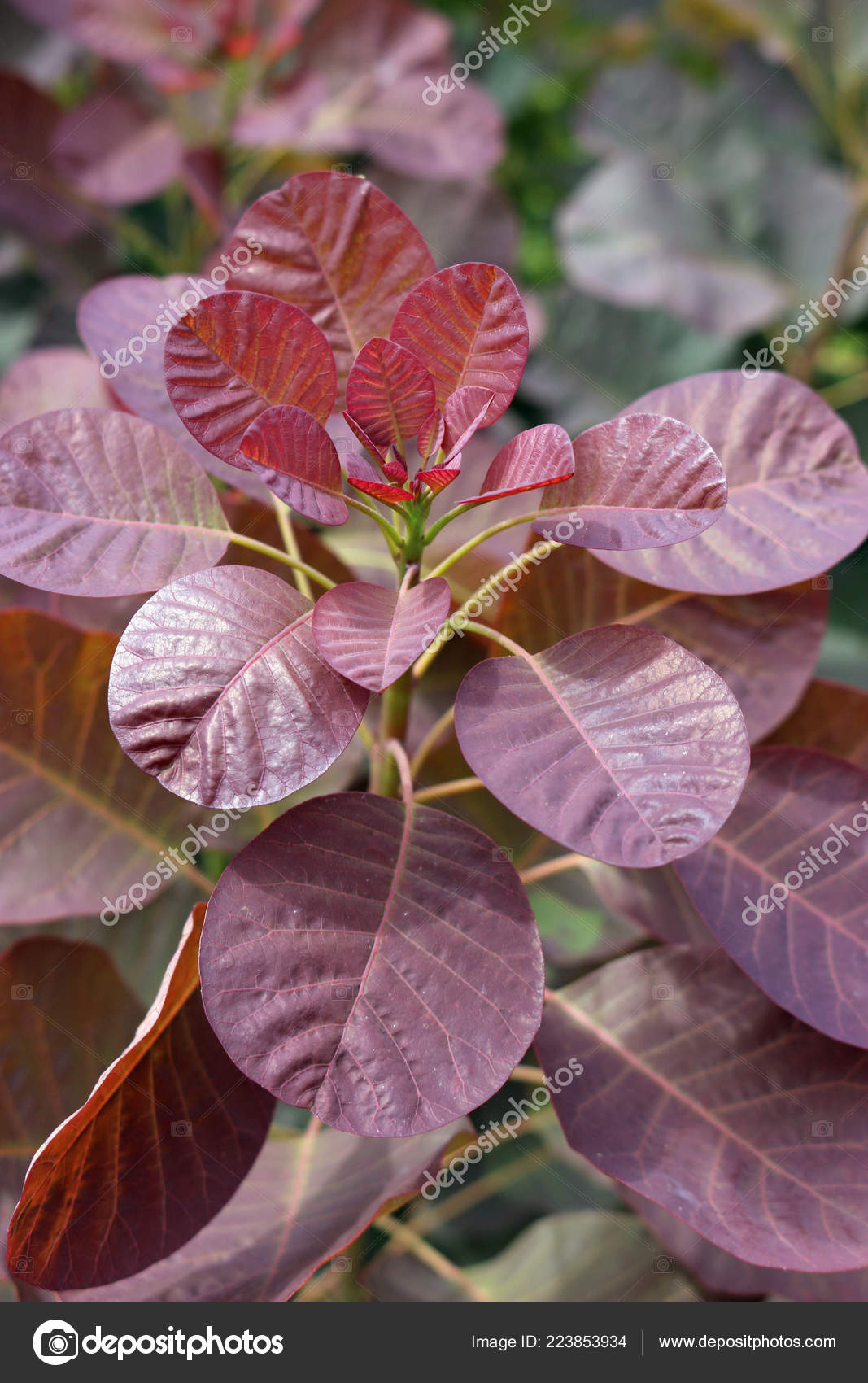 Young Red Leaves Smoke Tree Cotinus Coggygria Freshly Emerged Growing ...