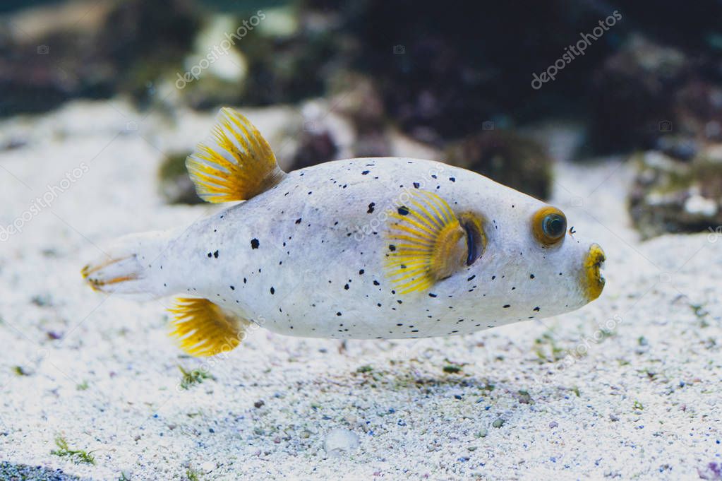Puffer manchado negro - Arothron nigropunctatus o puffer con cara de ...