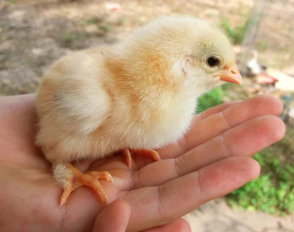 Beautiful little chicken Stock Photos, Royalty Free Beautiful little ...