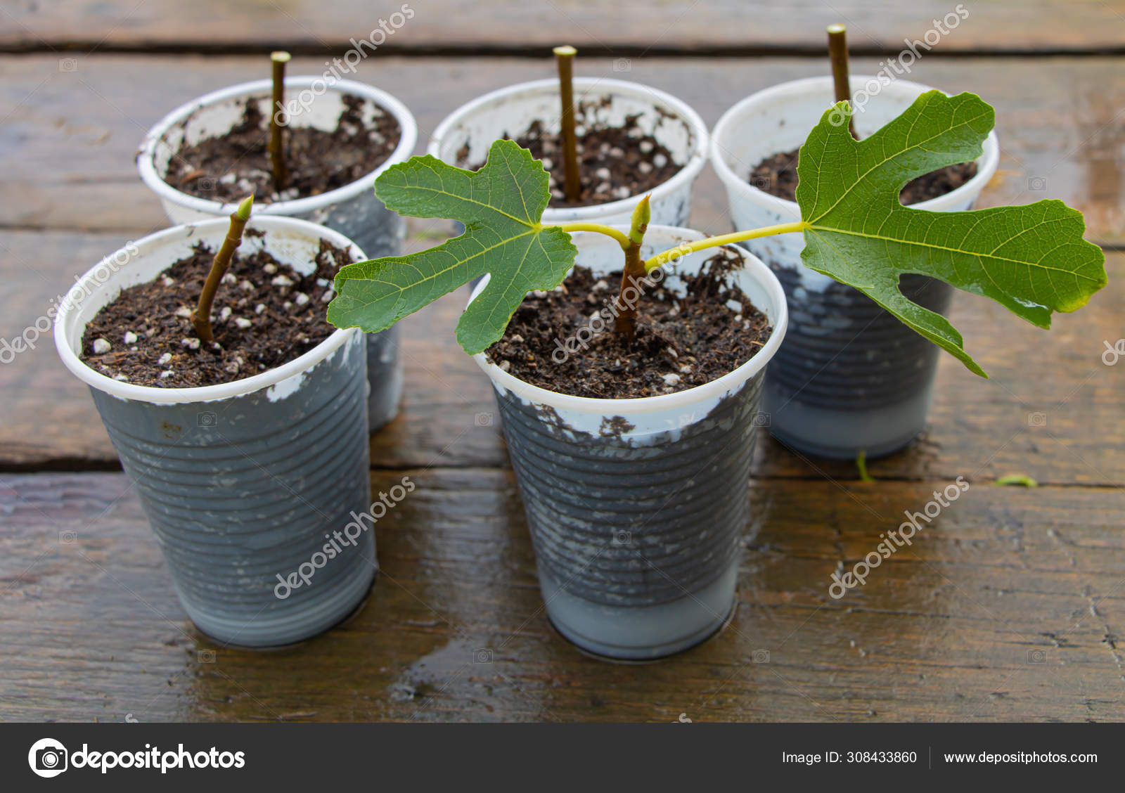 Fig tree planted in the small pot. Pruning concept Stock Photo by ...