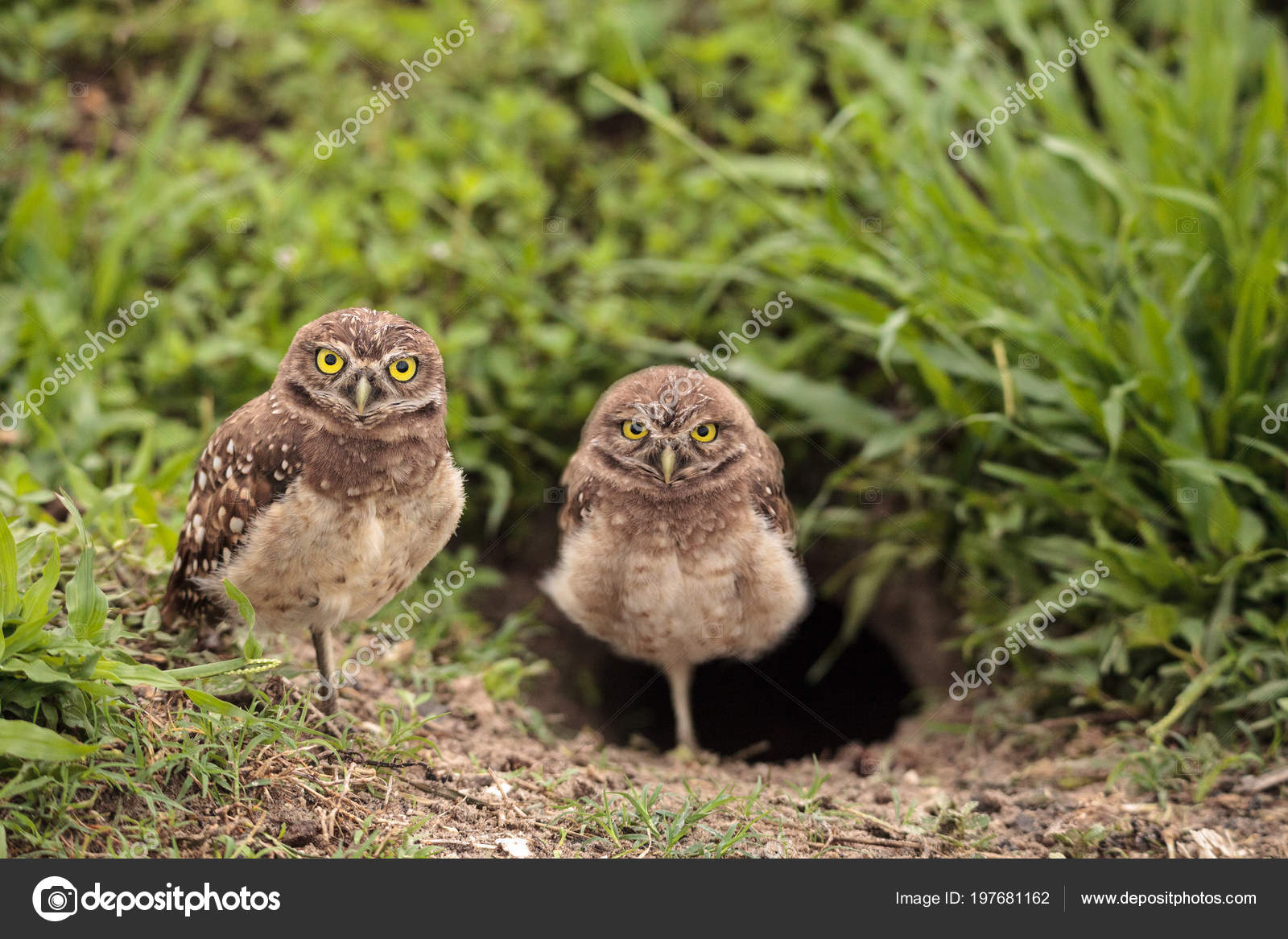 Burrowing Owls From Hoot