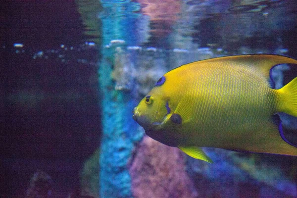 En acuario Stock Photos, Royalty Free En acuario Images | Depositphotos