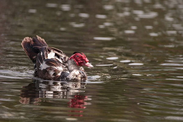 Domestic muscovy duck Stock Photos, Royalty Free Domestic muscovy duck ...