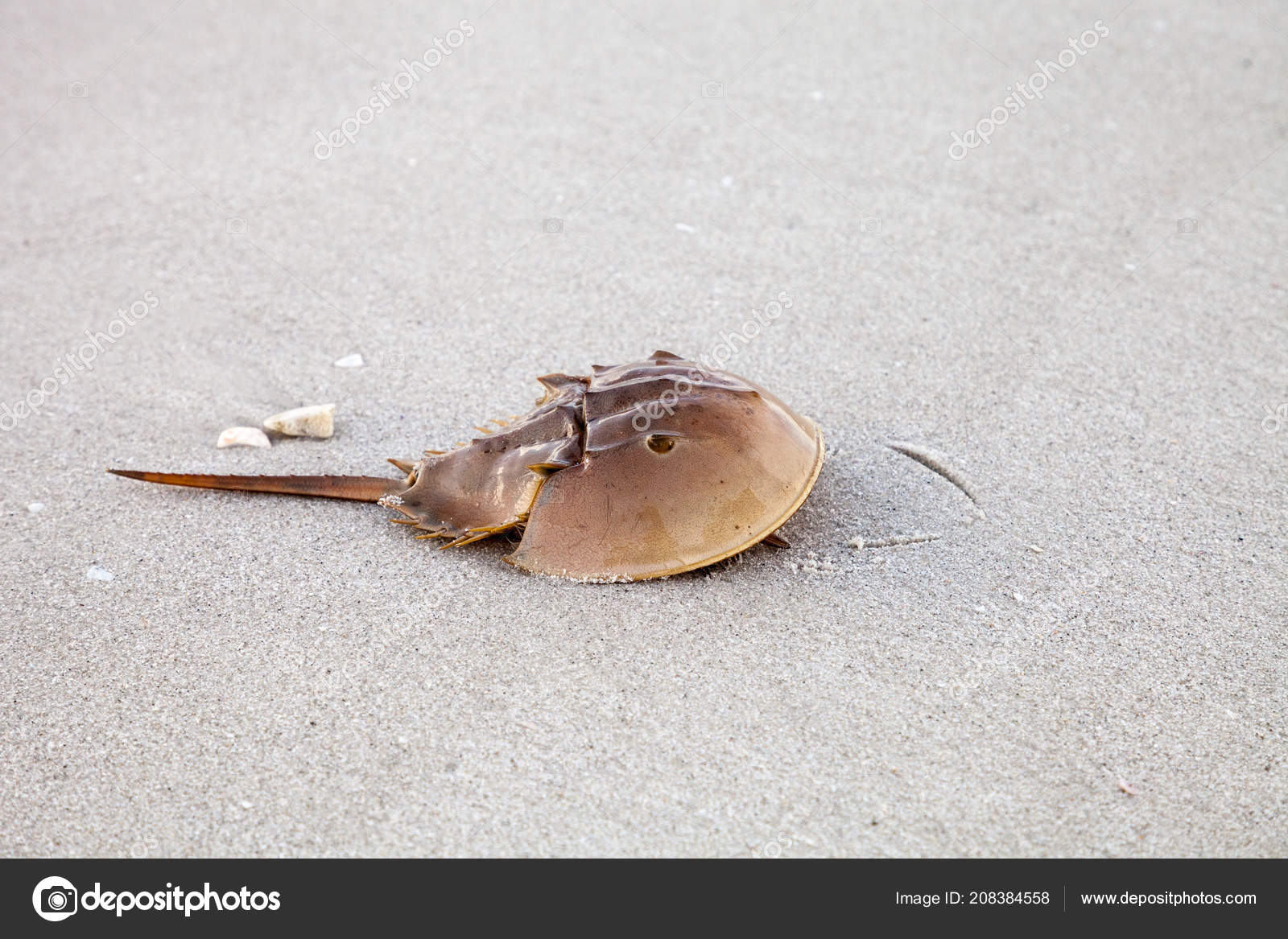 Atlantic Horseshoe Crab Limulus Polyphemus Walks White Sand Clam Pass ...