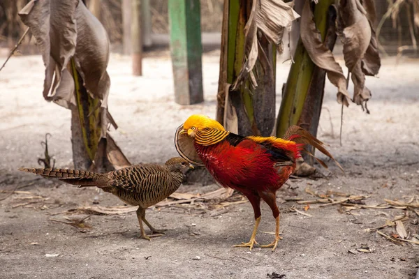 Faisan doré images libres de droit, photos de Faisan doré | Depositphotos
