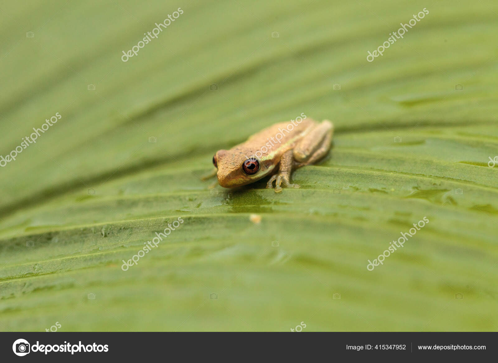 Baby Tree Frogs