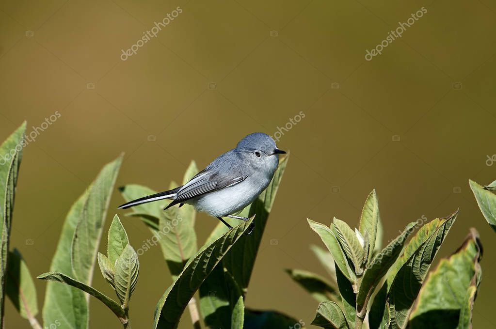 Peched en un árbol, Ajijic, Jalisco, México (Polyoptila caerulea) 2022