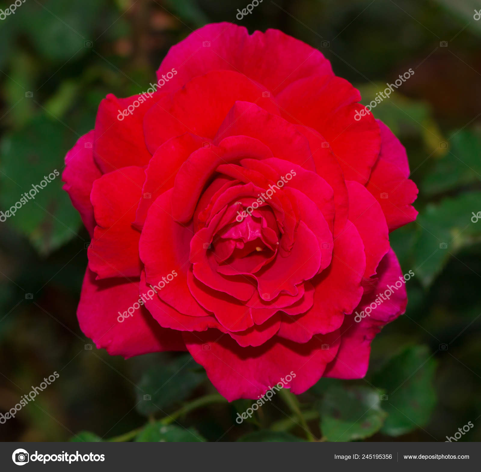 Beautiful Red Rose Green Leaf Flower Garden Spring Season ⬇ Stock Photo ...