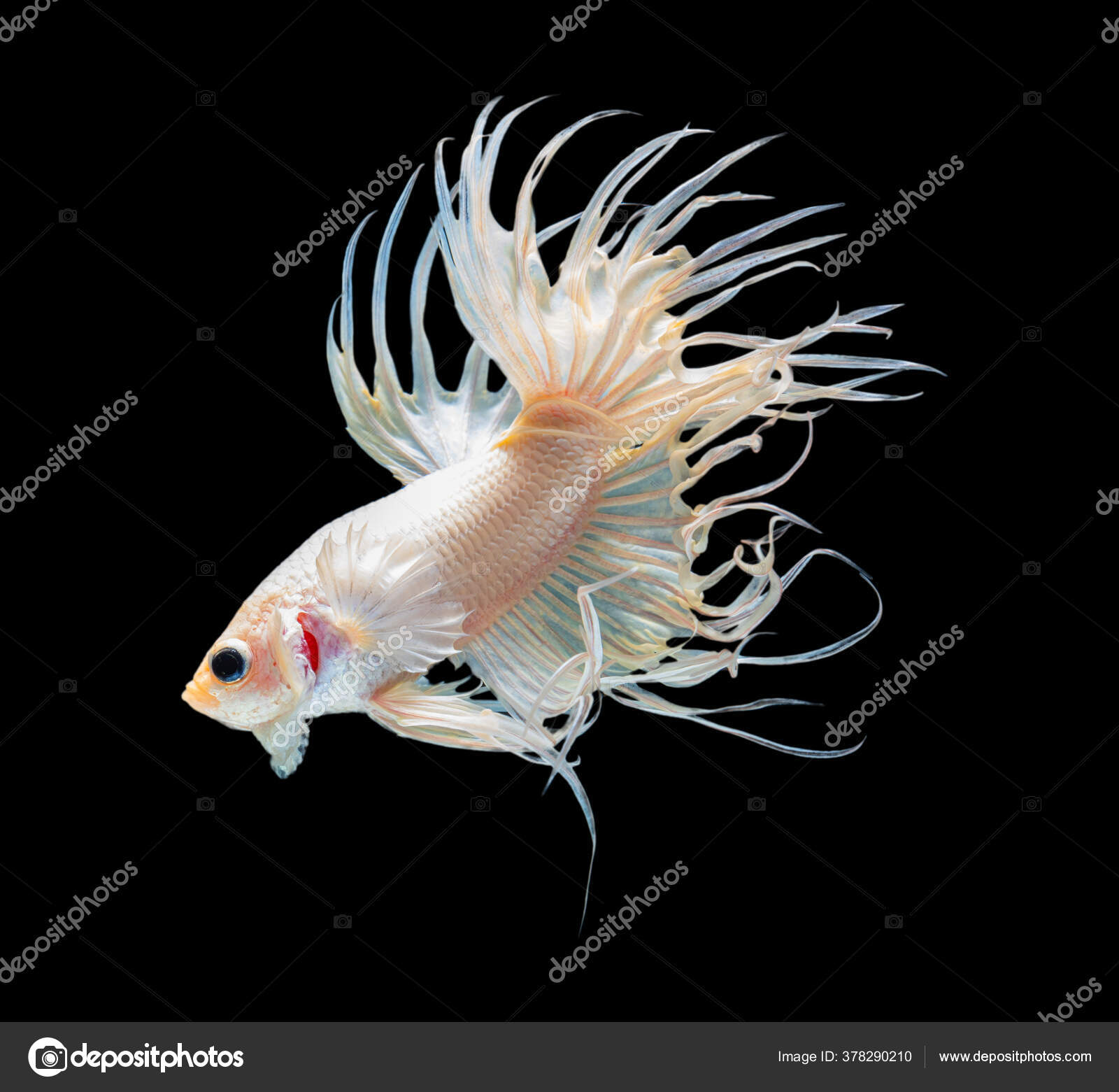 White Crowntail Betta
