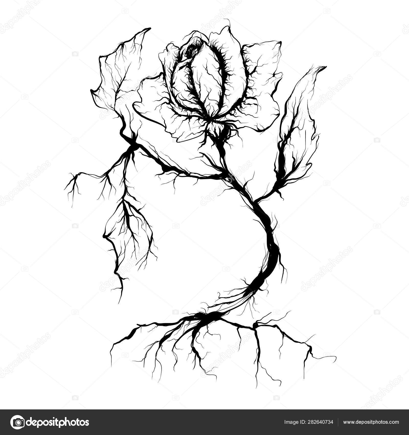 Flower Roots Drawing