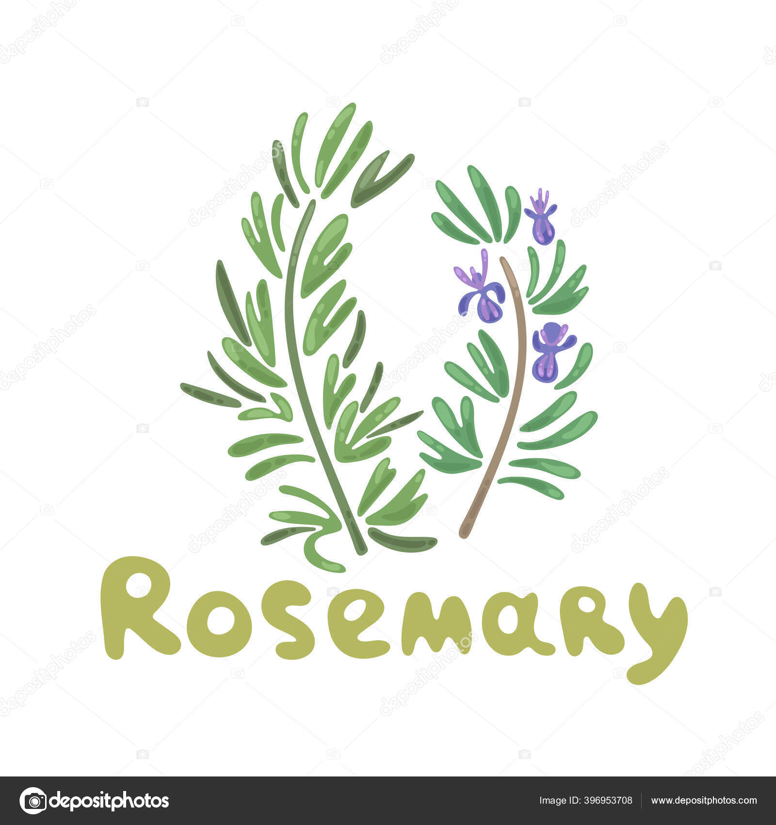 Rosemary sprigs. Rosemary herb and spice vector funny clipart ...