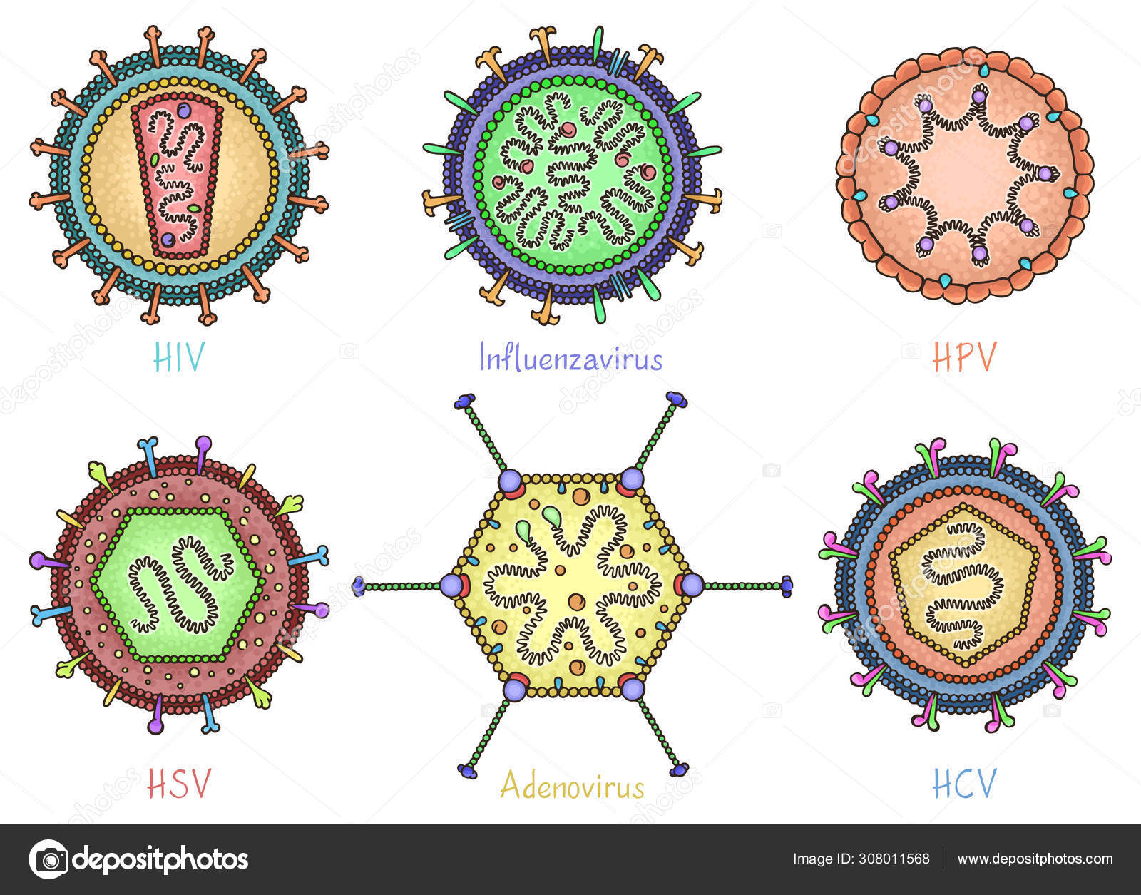 Hpv Virus Structure
