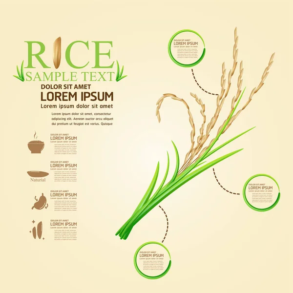 Rice Vector Background Products Stock Photo by ©Space-Vector 218366818