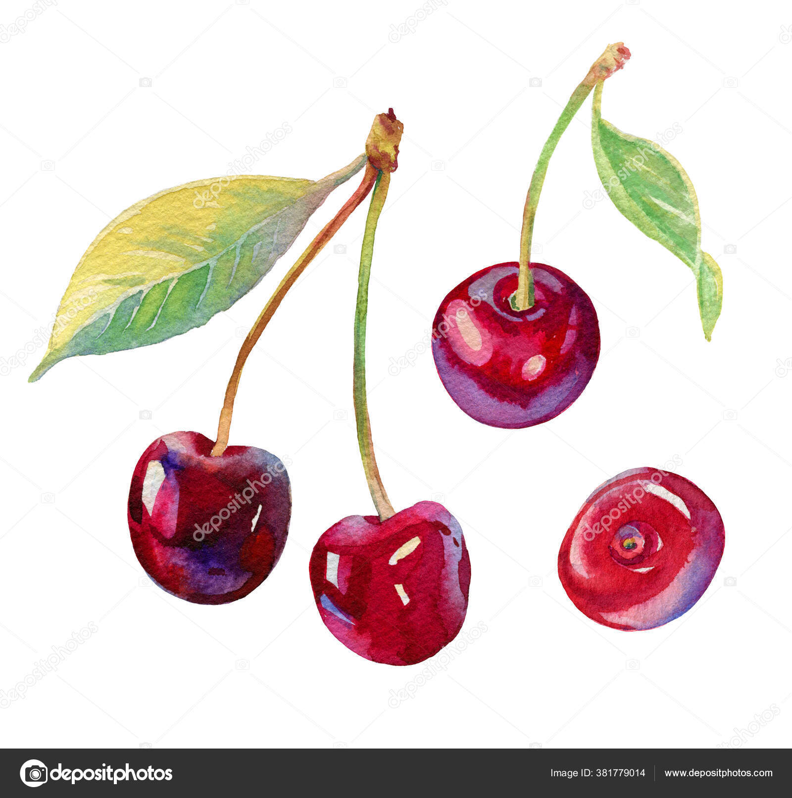 Watercolour cherry illustration. Hand drawn cherries set. Fresh sweet ...