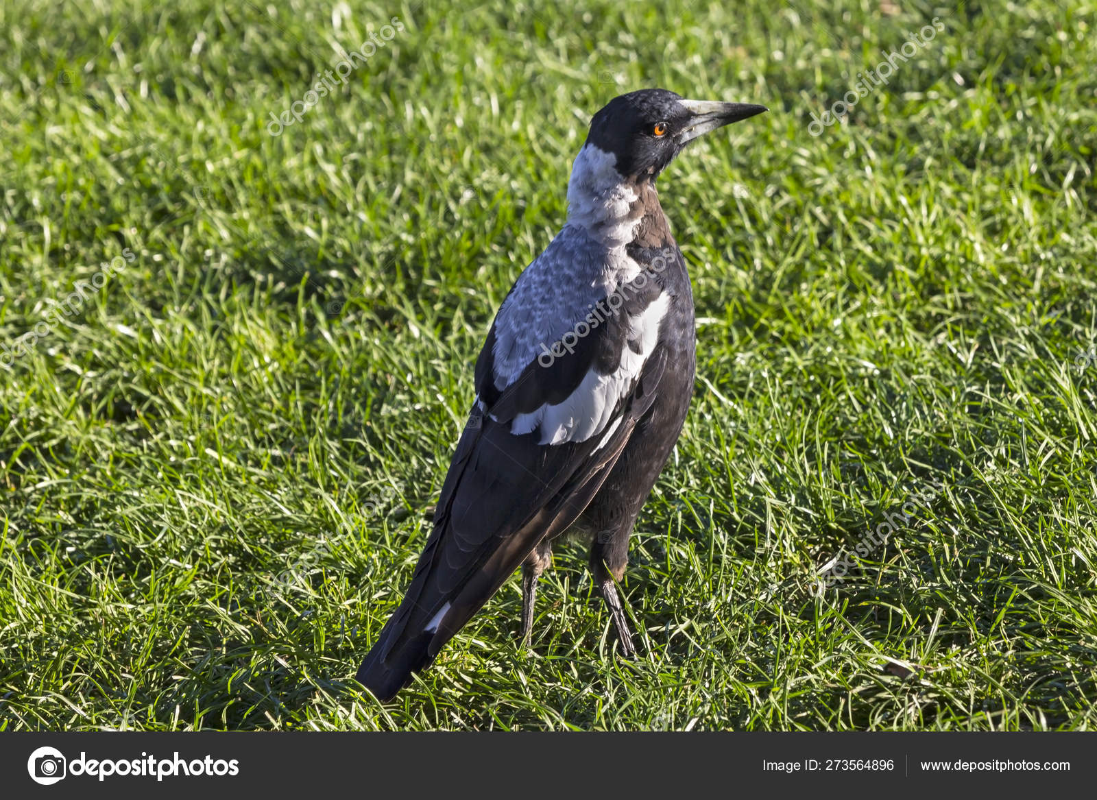 The Australian magpie is a medium-sized black and white passerin ...