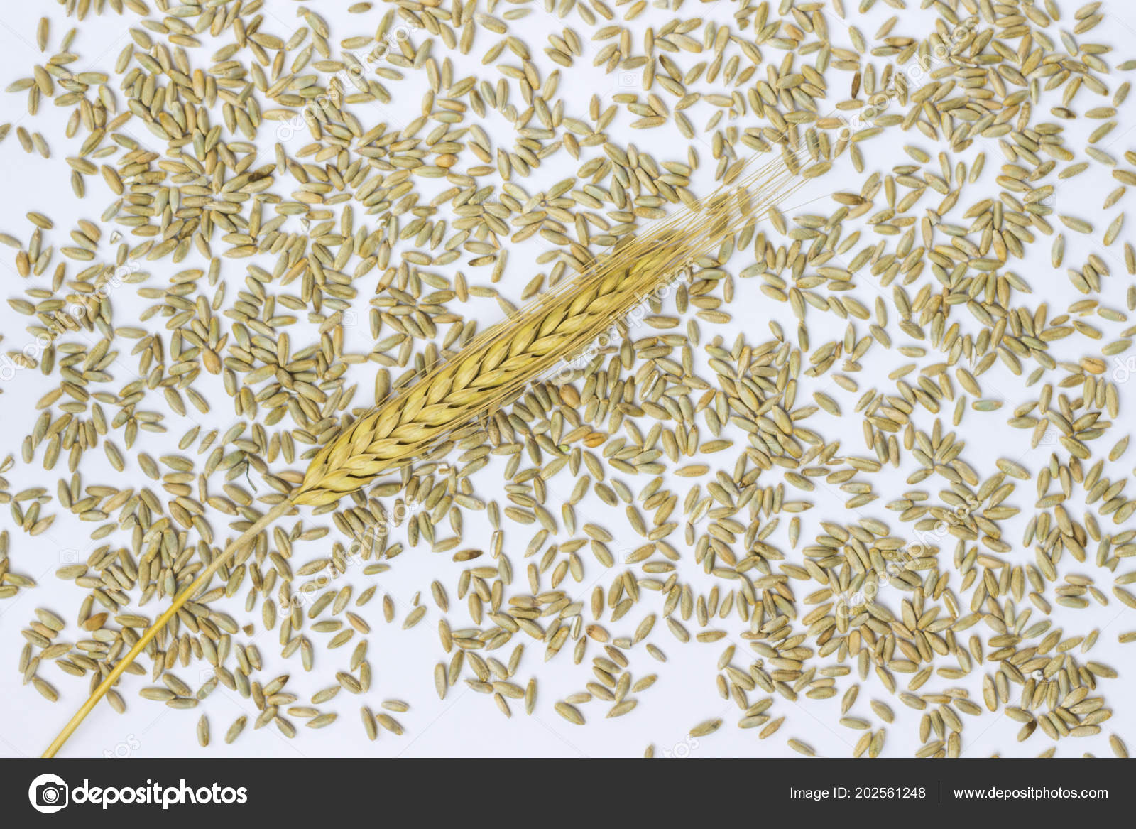 Sprig Barley Barley Grains White Background Top Vie ⬇ Stock Photo ...