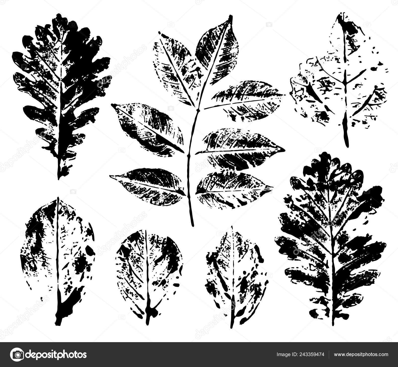 Leaves Imprints Set Isolated White Background Vector Illustration Stock ...