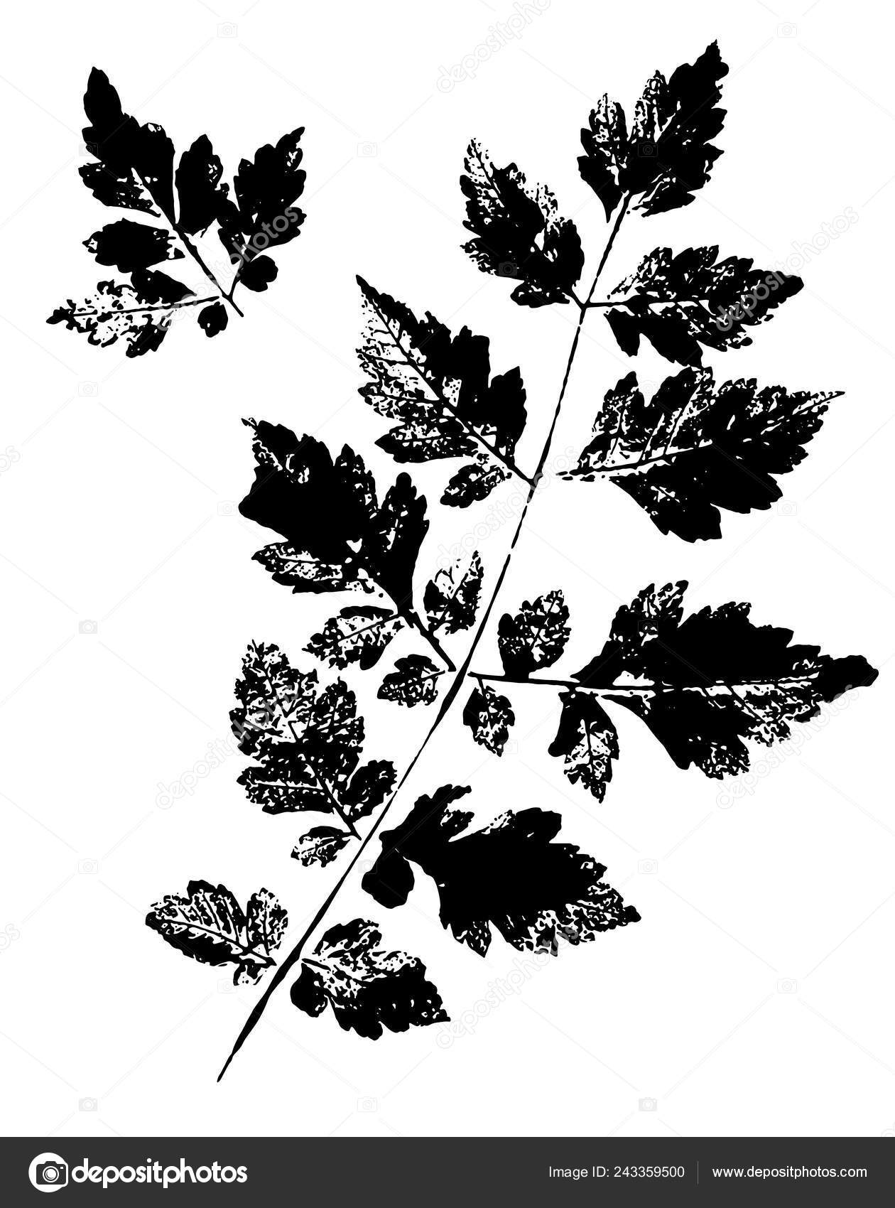 Leaves Imprints Isolated White Background Vector Illustration ⬇ Vector ...