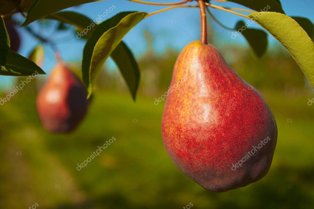 fruta ecológica pera en la agricultura de huerta cultivada en árboles 2024
