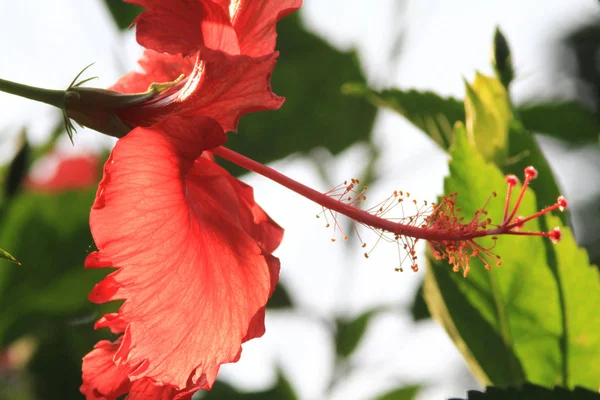Colibri hibisco images libres de droit, photos de Colibri hibisco ...