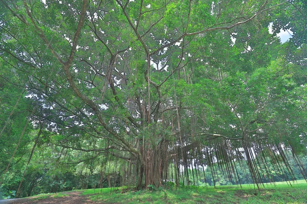 Pandanas trees Stock Photos, Royalty Free Pandanas trees Images ...