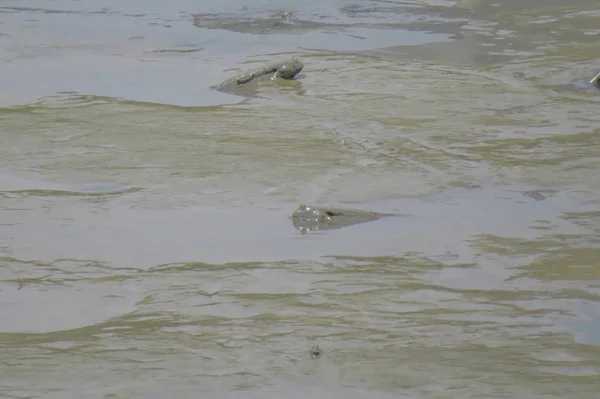 Picture of alligator poop look like images libres de droit, photos de ...