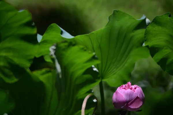 Lotus river Stock Photos, Royalty Free Lotus river Images | Depositphotos