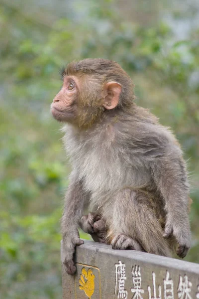 Sun wukong Stock Photos, Royalty Free Sun wukong Images | Depositphotos