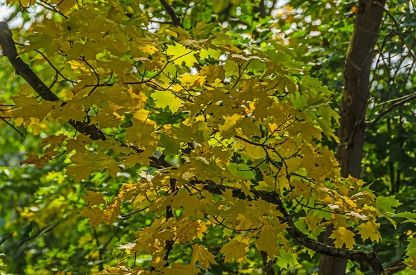 Sunlit Yellow and Green Maple Leaves - Stock Image - Everypixel