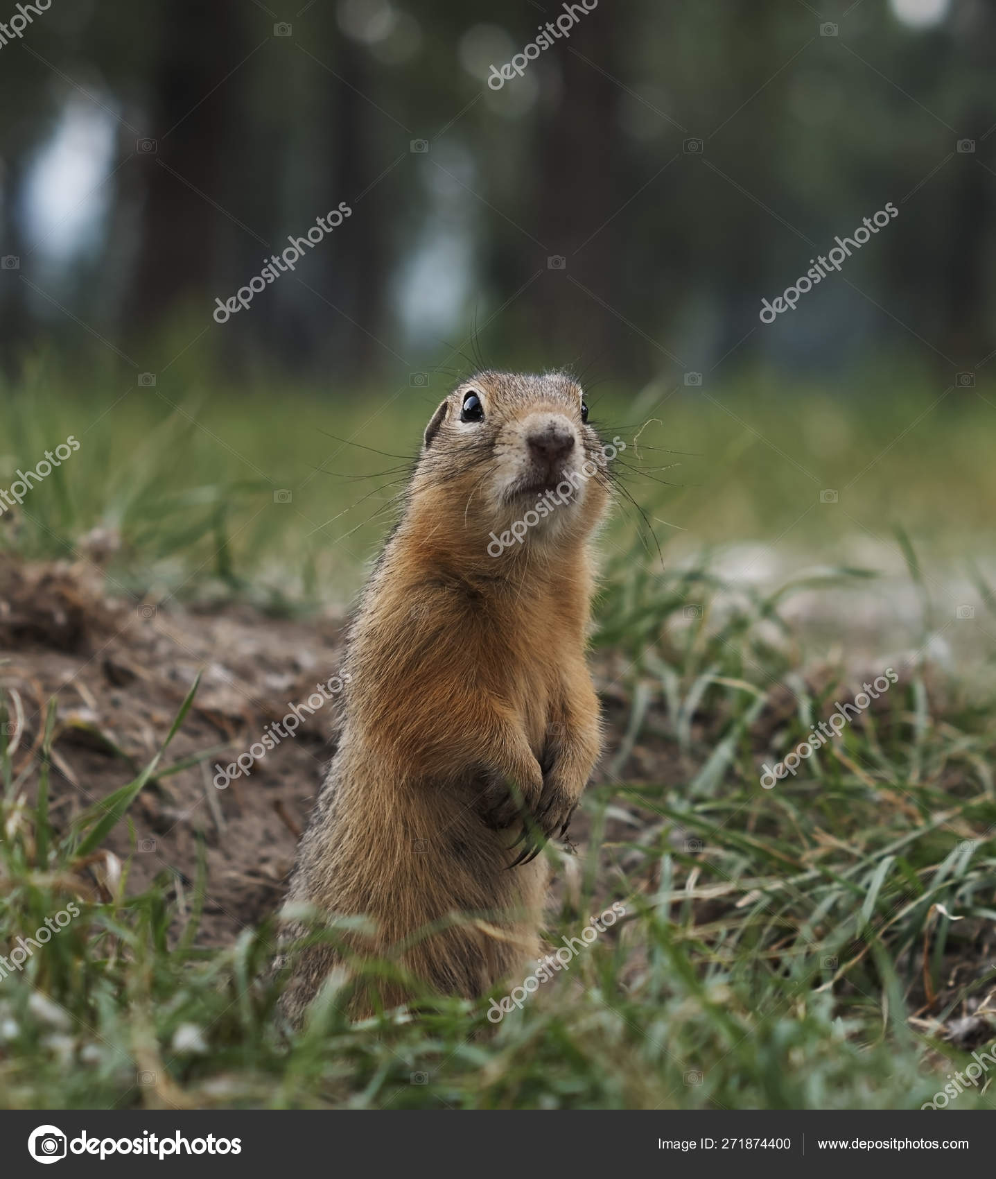 Cute Fluffy Gopher Hiding Grass — Stock Photo © Valerii_S #271874400
